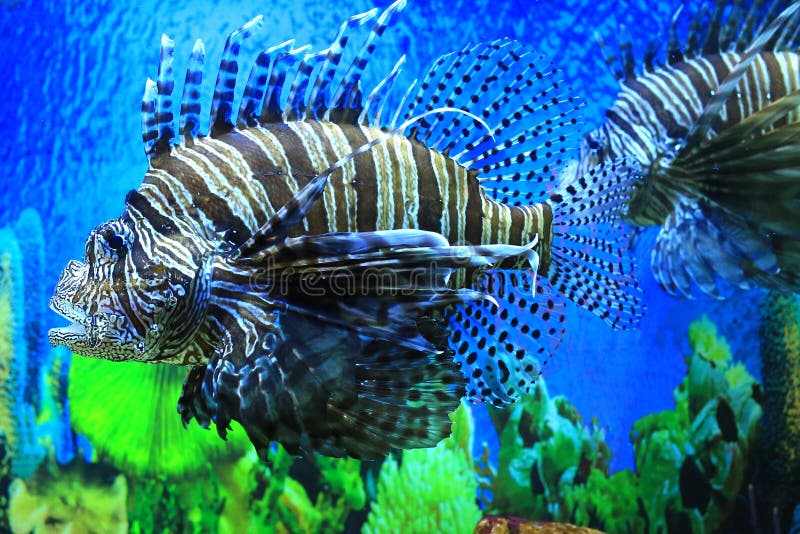 Lion fish stock photo. Image of blue, lion, dive, ishes - 43899710