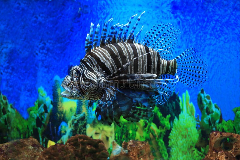 Lion fish stock photo. Image of scuba, ocean, marine - 43899714