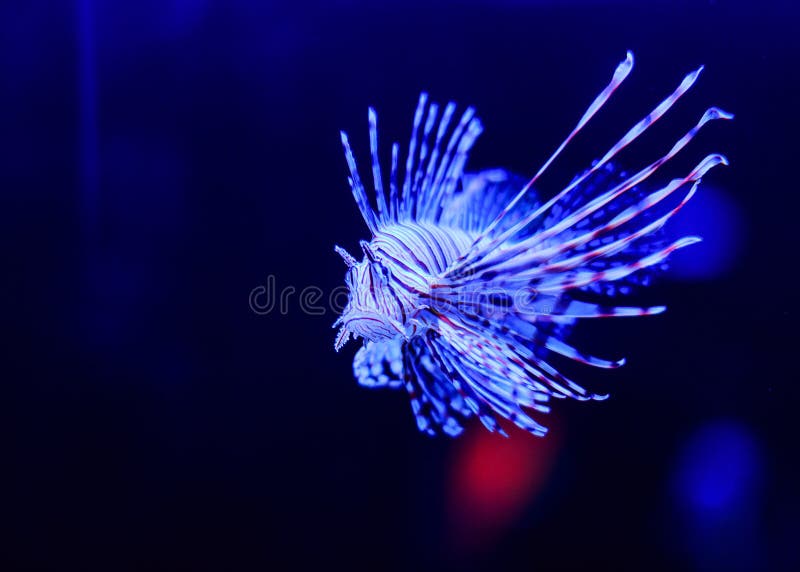 Lion Fish in Aquarium Setting Stock Image - Image of lion, underwater ...