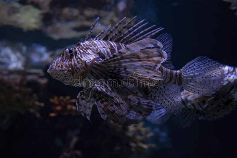 A Lion Fish in an Aquarium stock image. Image of tropical - 255611745