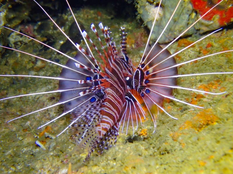 Lion fish stock photo. Image of animals, reef, coral - 306097970