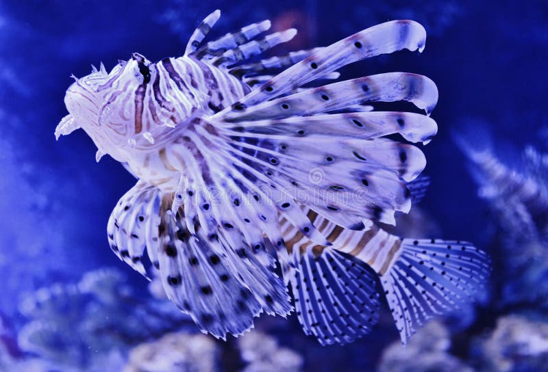 Lion fish stock photo. Image of lion, spiky, close, aquarium - 36871878