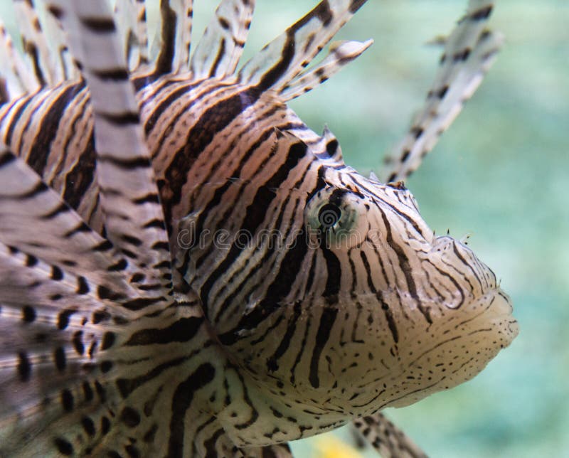Fish scales stock photo. Image of backdrop, colour, gill - 5825460