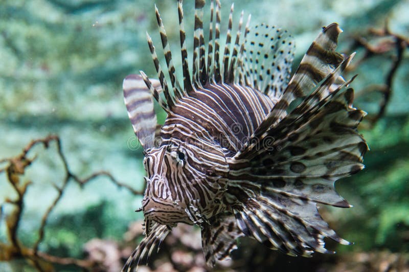Lion Fish Close up stock image. Image of moving, lionfish - 44063739