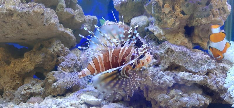 Lion fish and clown fish stock photo. Image of fish - 283403170