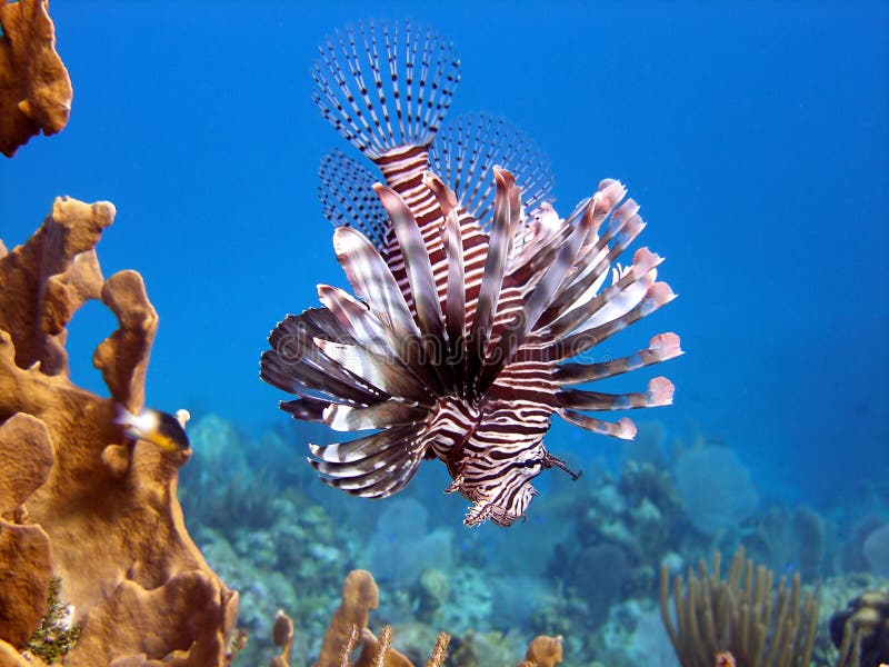 Lion Fish, deadly predator stock image. Image of cayman - 12779351