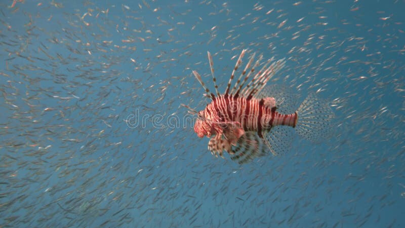 Lion Fish in the Red Sea. Lion Fish in the Red Sea in Clear Blue Water ...