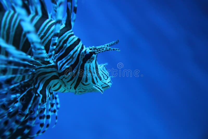 Deep-sea Dragonfish Displaying Its Eerie Bioluminescent Patterns Stock ...