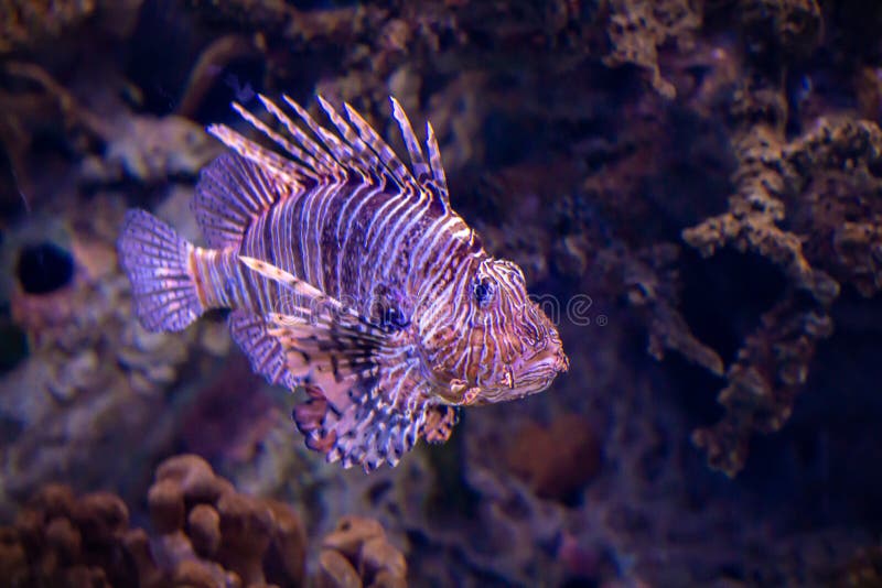Lion fish stock photo. Image of colorful, beautiful - 141211050