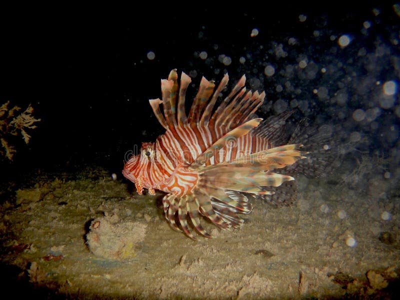 Lion Fish stock photo. Image of pest, life, underwater - 51167348