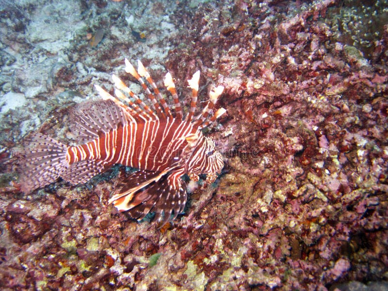 Lionfish Looking for Diner in the Coral Stock Image - Image of behing ...