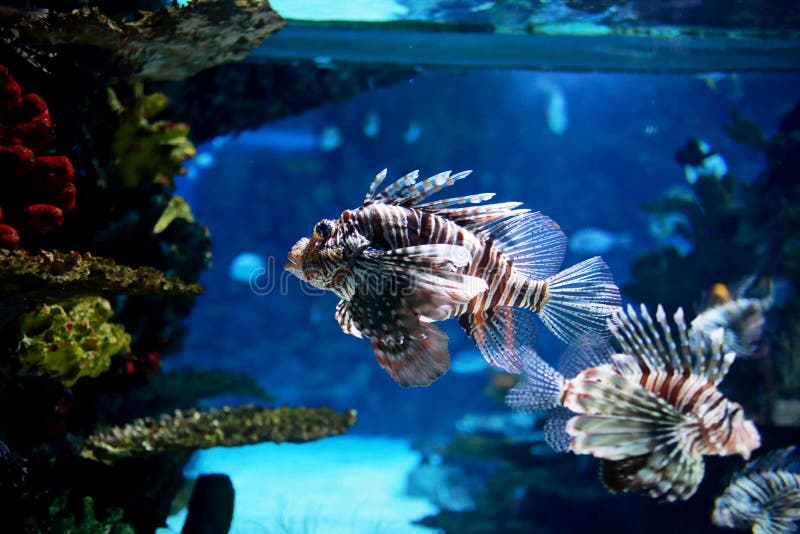 Lion fish stock image. Image of biology, reef, diving - 71432715