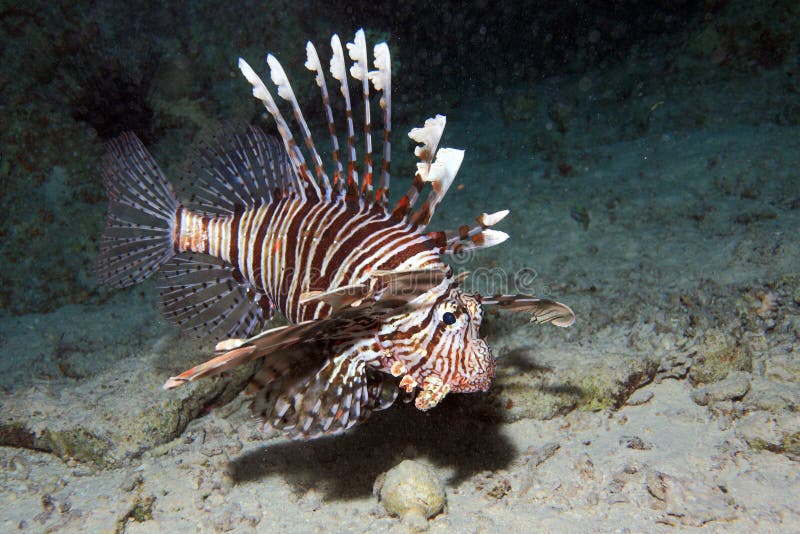 Lion fish at night stock photo. Image of egypt, coral - 28164198