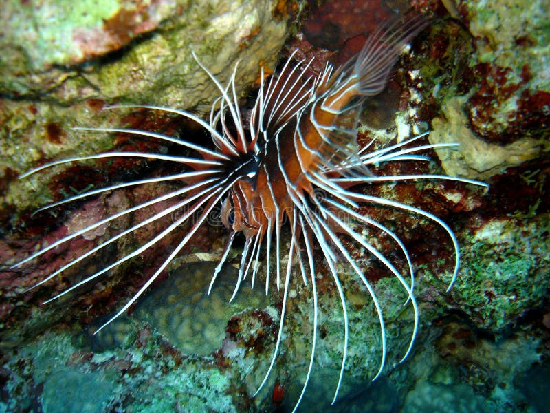 Lion fish from overhead stock photo. Image of wood, reef - 2302030