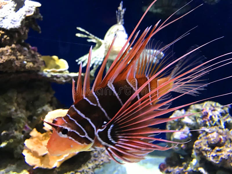 Lion fish stock image. Image of coral, isolated, venomous - 85449979