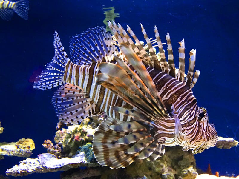 Lion fish stock image. Image of colorful, lionfish, water - 85450089