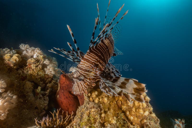 Lion fish in the Red Sea stock photo. Image of exotic - 167919030