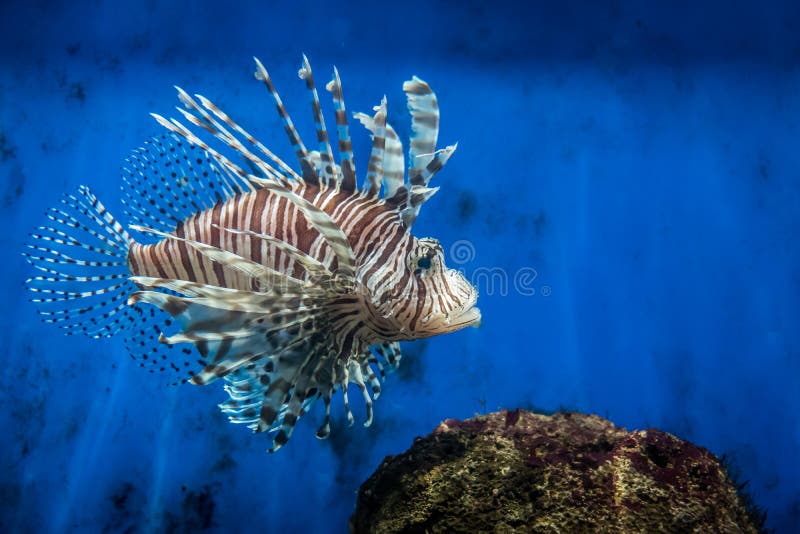 Wild lion fish stock photo. Image of underwater, center - 16429700