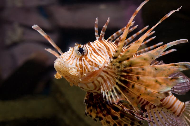 Lion-fish rojo imagen de archivo. Imagen de océano, rojo - 3715759