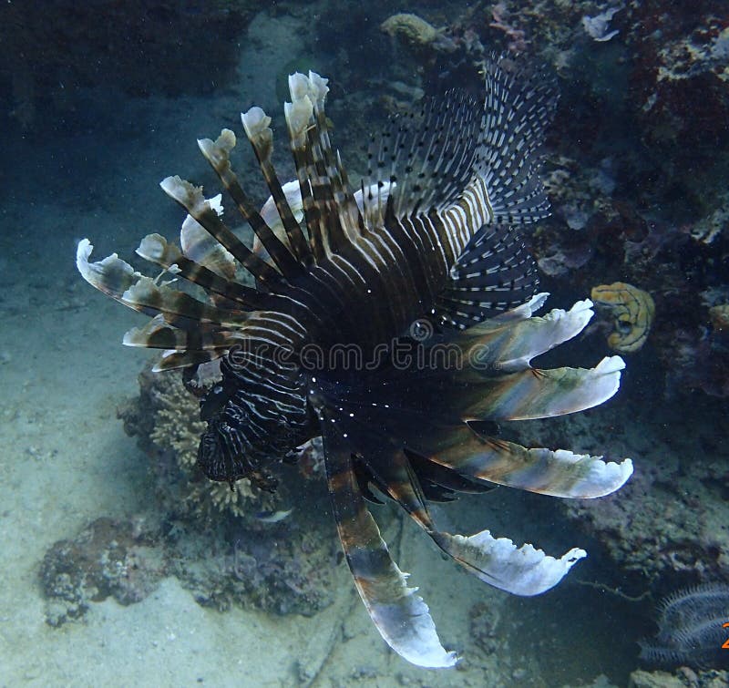 Lion Fish stock photo. Image of dive, lionfish, invertebrate - 92498964