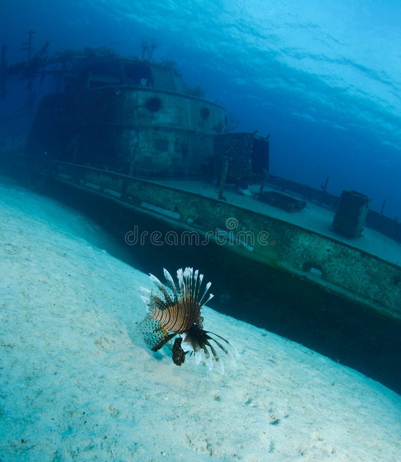 Lion fish and ship wreck stock image. Image of sport - 14055771