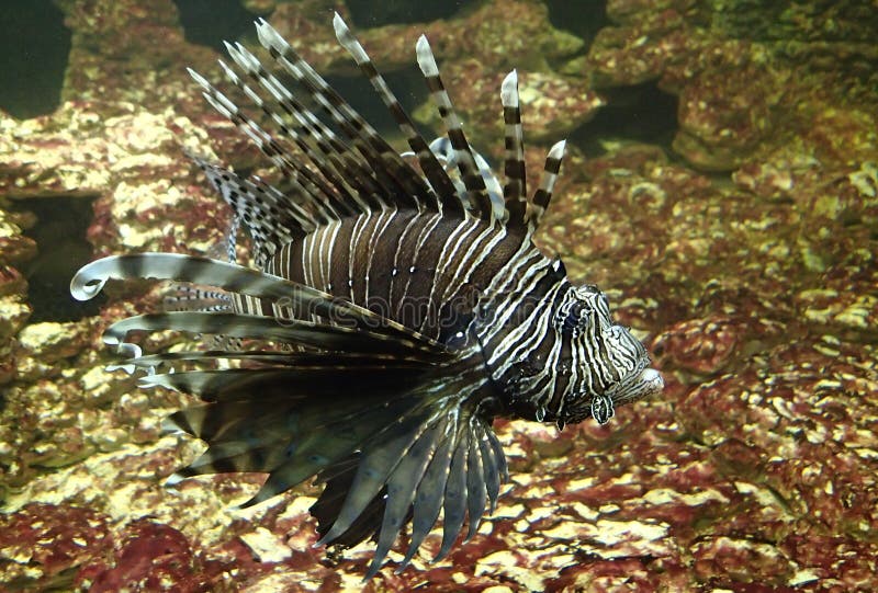 Lion fish swimming stock image. Image of swimming, natue - 81354039