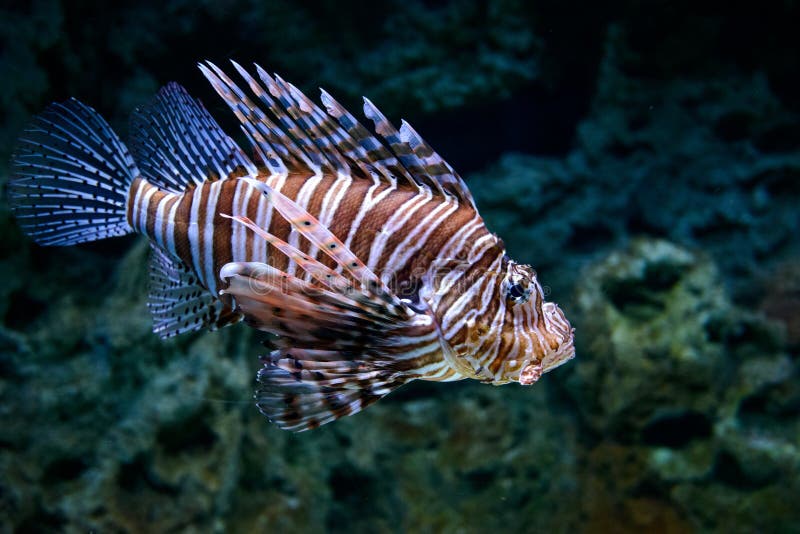 Lion Fish stock photo. Image of brown, tropical, tank - 55968402