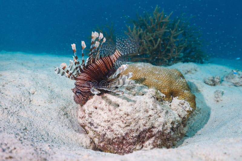 A Lion Fish on Top of a Rock in the Water Stock Photo - Image of life ...