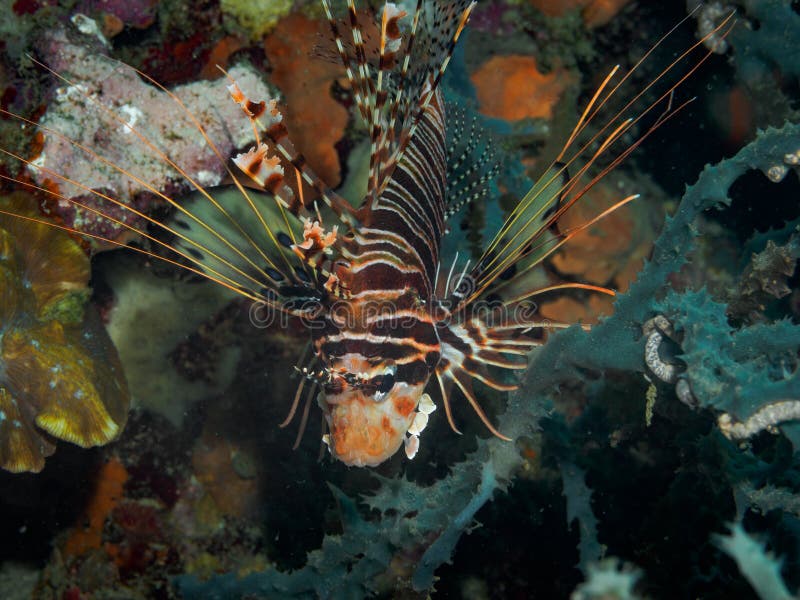 Lion fish at underwater stock image. Image of aquatic - 99522685