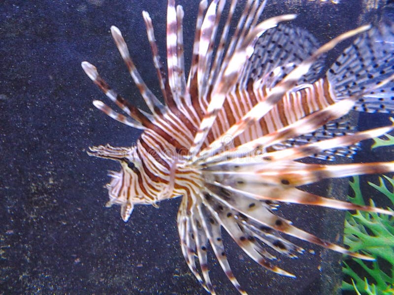 Lion fish stock photo. Image of fish, fins, volitan, lion - 91365748