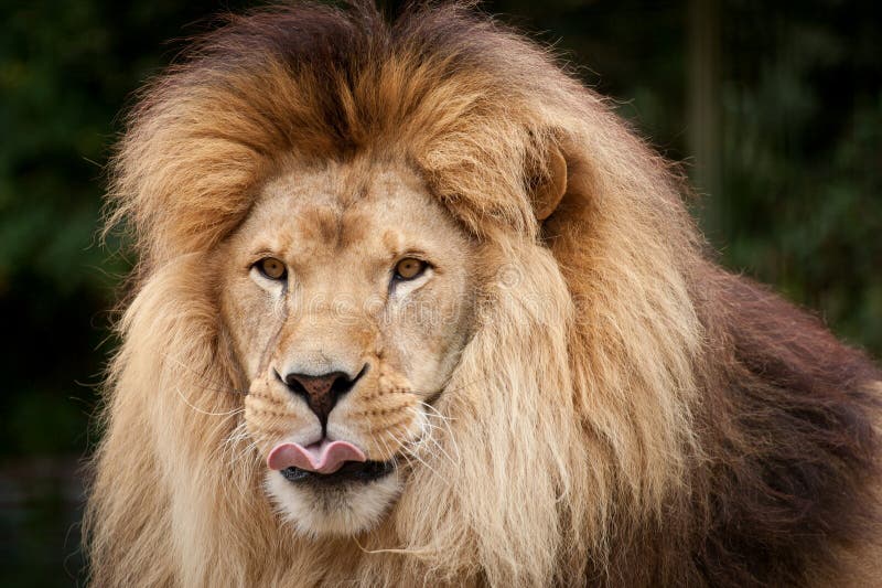 Lion with a fluffy mane. stock photo. Image of dangerous - 237112592