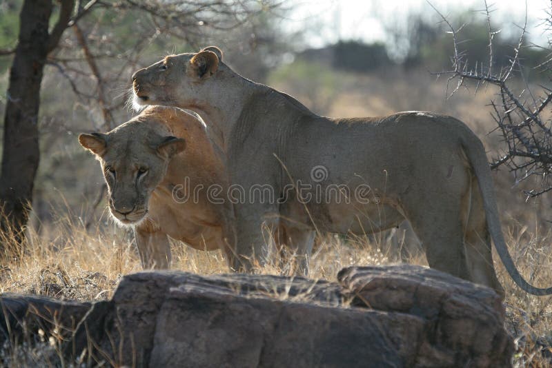 Lion Friends stock image. Image of felid, safari, felidae - 1955933