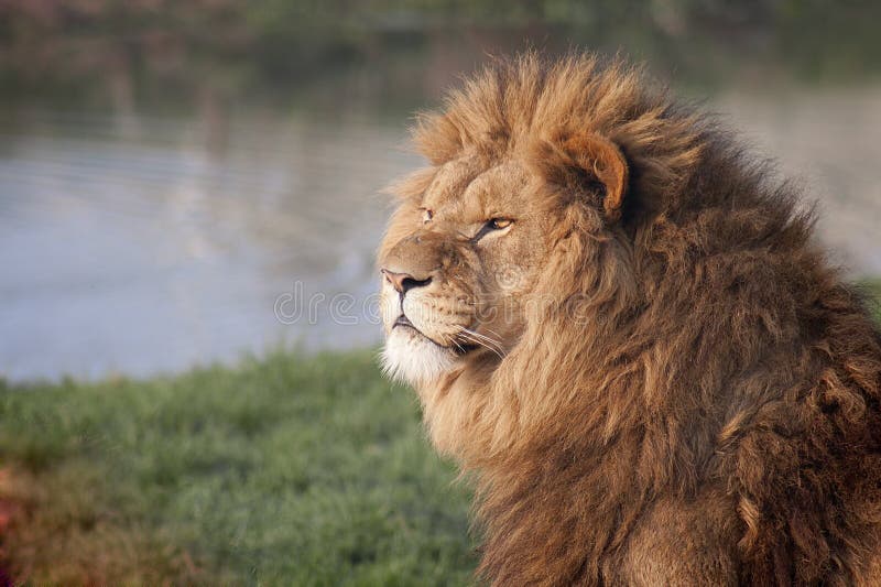 Lion Gazing into the Distance Stock Photo - Image of majestic, eyes ...