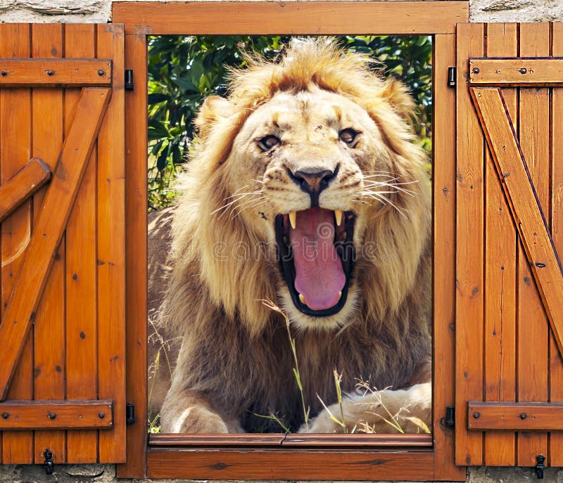 Lion at window stock image. Image of hunter, natural - 195799625