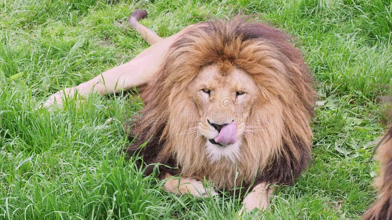 Lion on Grass, Panthera Leo Stock Video - Video of grass, creature ...
