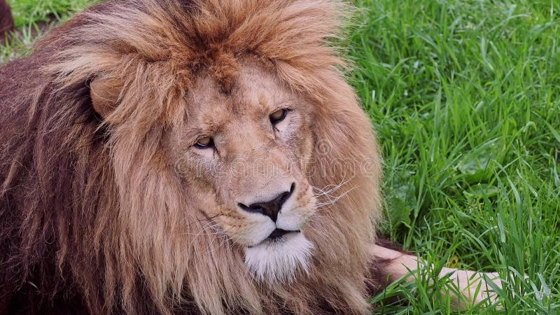Lion on Grass, Panthera Leo Stock Video - Video of grass, creature ...