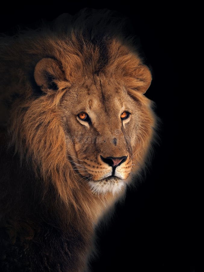 Lion Great King of Animals Isolated at Black Stock Photo - Image of ...
