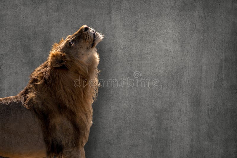 Lion on Grey Horizontal Wall Stock Photo - Image of leader, face: 190684622