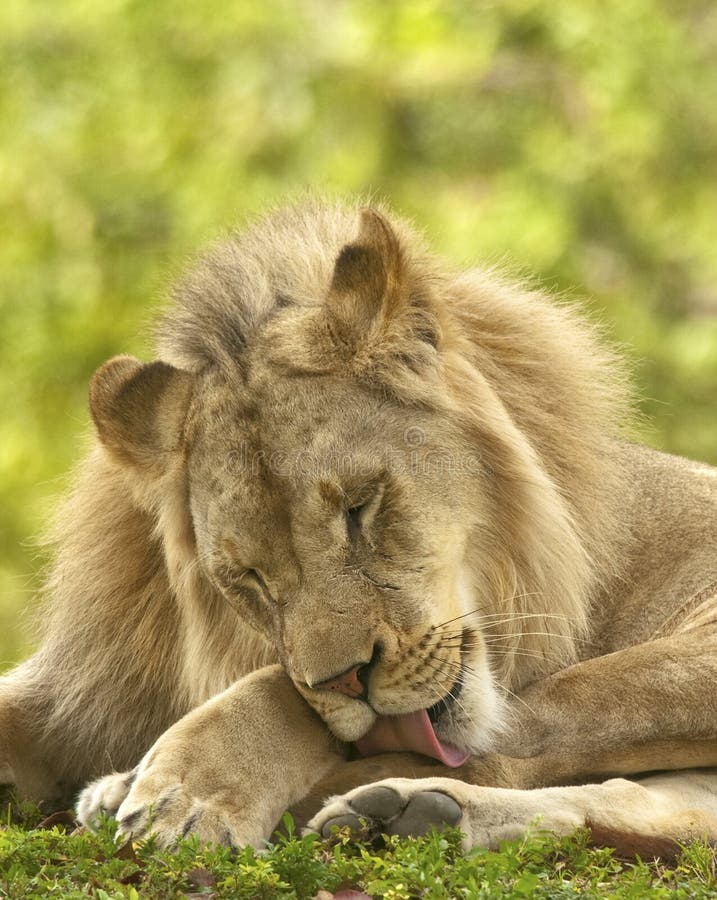 Lion Grooming stock image. Image of clean, feline, mane - 13797047