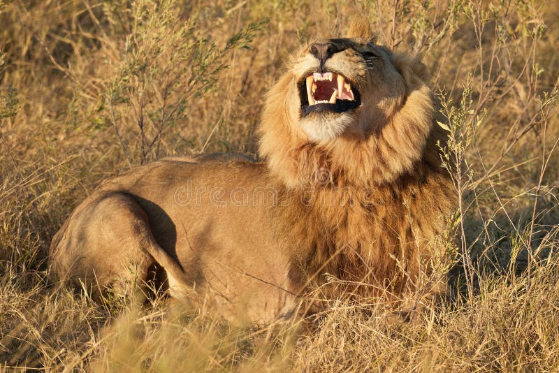 Lion Growling stock image. Image of carnivore, mane - 253147283