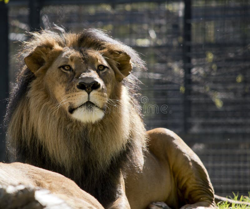 The Lion Has a Thick Tan and Black Mane Stock Image - Image of golden ...