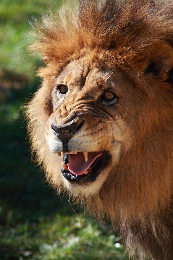 Lion head stock photo. Image of animal, face, africa - 11185342