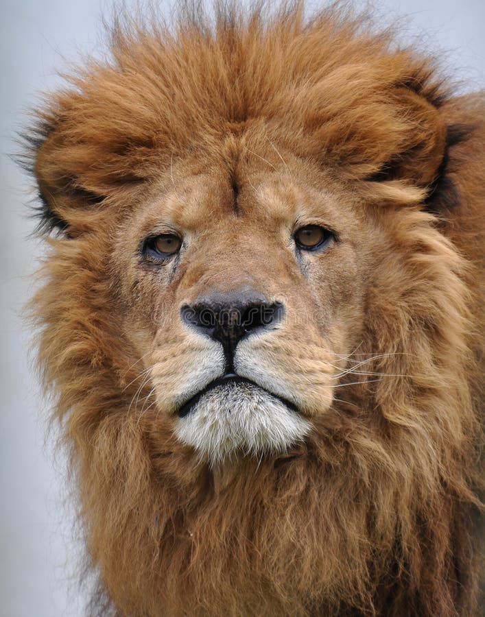 Lion head stock image. Image of nature, aggressive, feline - 22703177