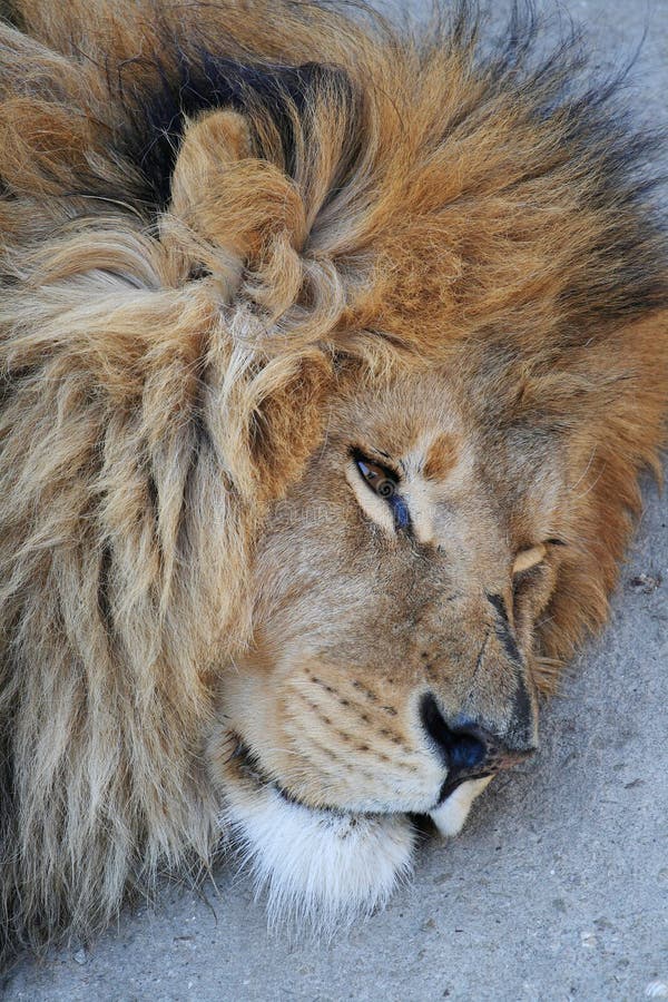 Lion head stock photo. Image of hunter, predator, wildlife - 25259456