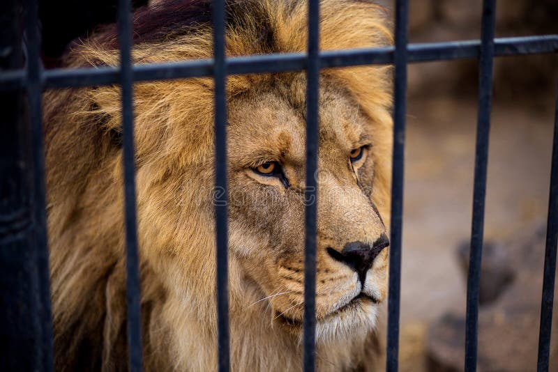 Big Black Prison Inmate Stock Photos - Free & Royalty-Free Stock Photos ...