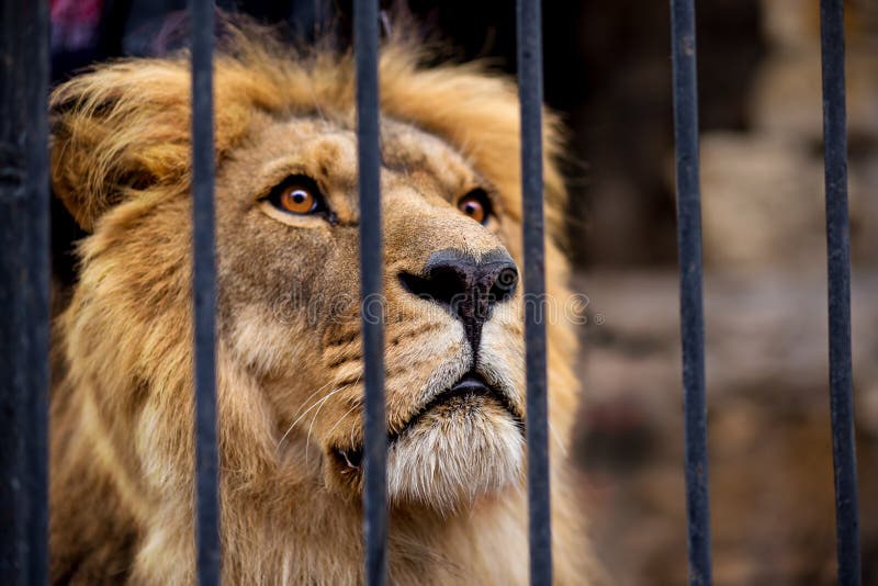 The Lion Looking Up from Behind the Lattice Stock Image - Image of ...