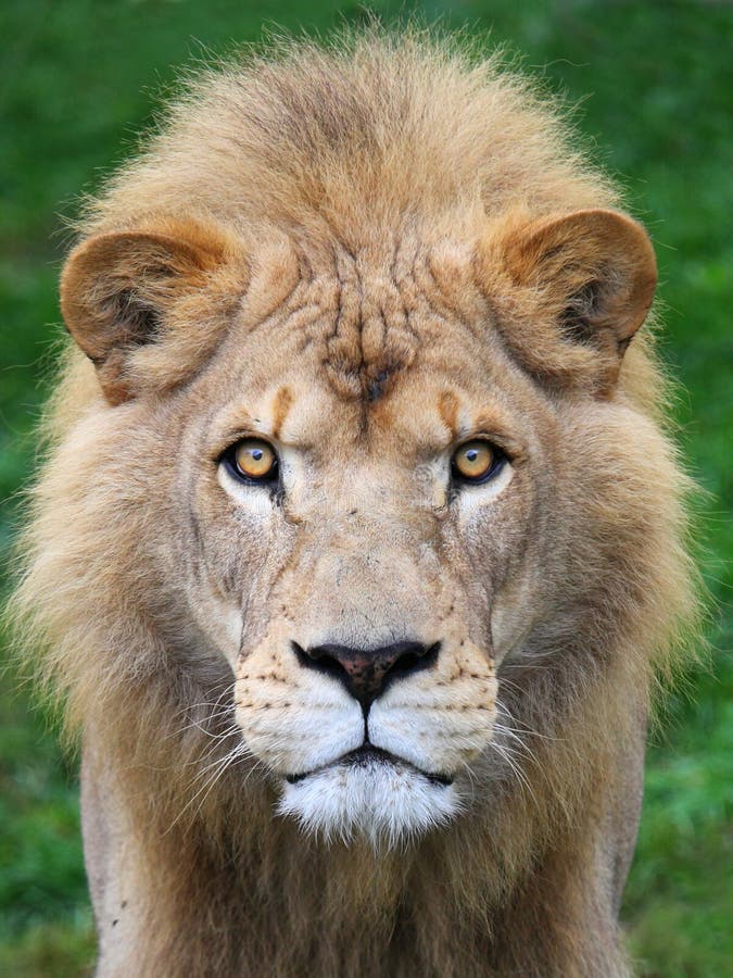 Lion head stock image. Image of teeth, fawn, animal, closed - 13213357