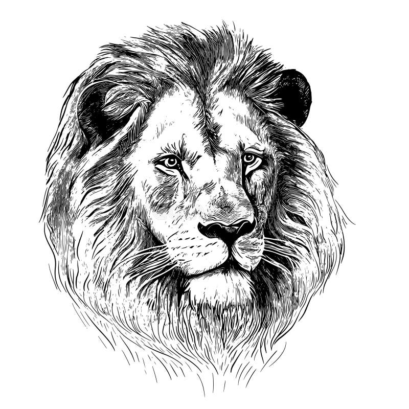 Lion Cub Face Hand Drawn Sketch in Doodle Style Vector Illustration ...
