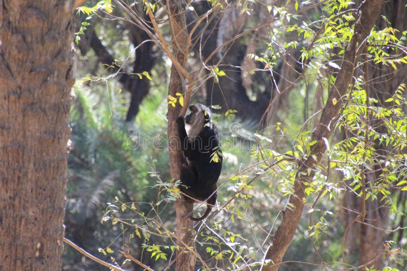 Lion Head Macaque Monkey stock photo. Image of monkey - 86536146