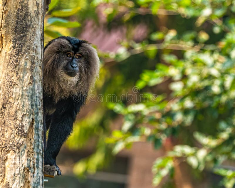 A Lion Head Monkey Hidden Behind Stock Photo - Image of portrait ...